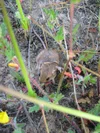 CCGP — Perognathus longimembris (Little Pocket Mouse)