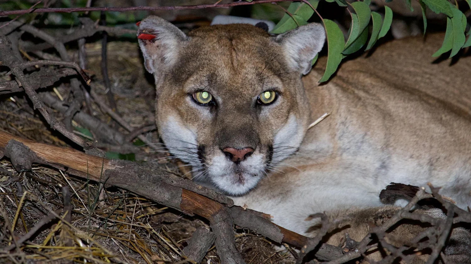 CCGP — Puma concolor (Mountain Lion)