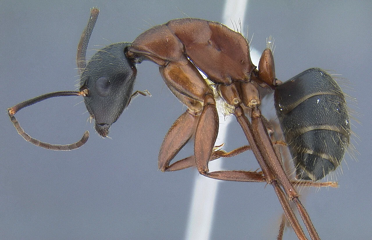 CCGP — Camponotus vicinus (Carpenter Ant)