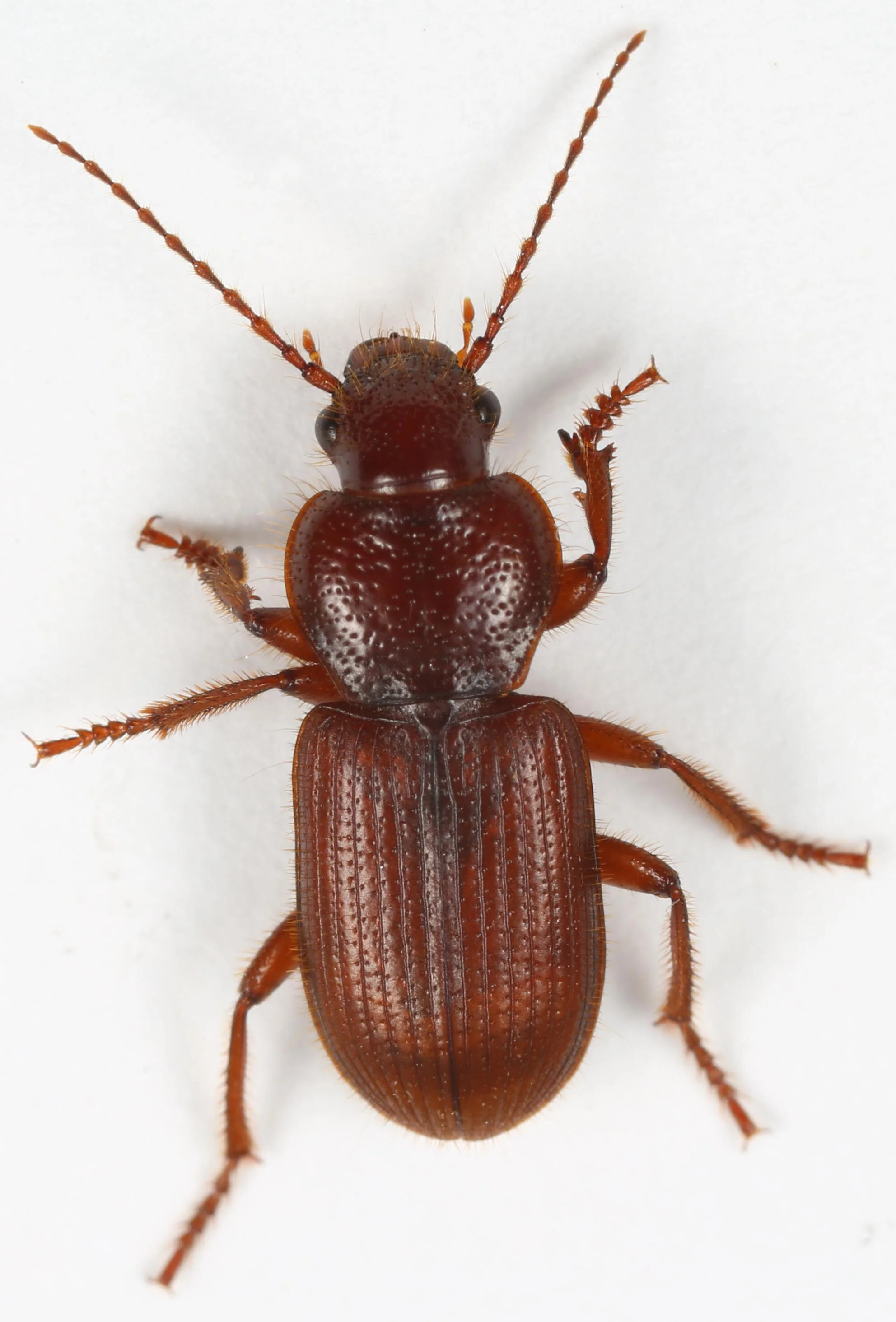 CCGP — Dicheirus dilatatus (Broad Golden Bear Harpaline)