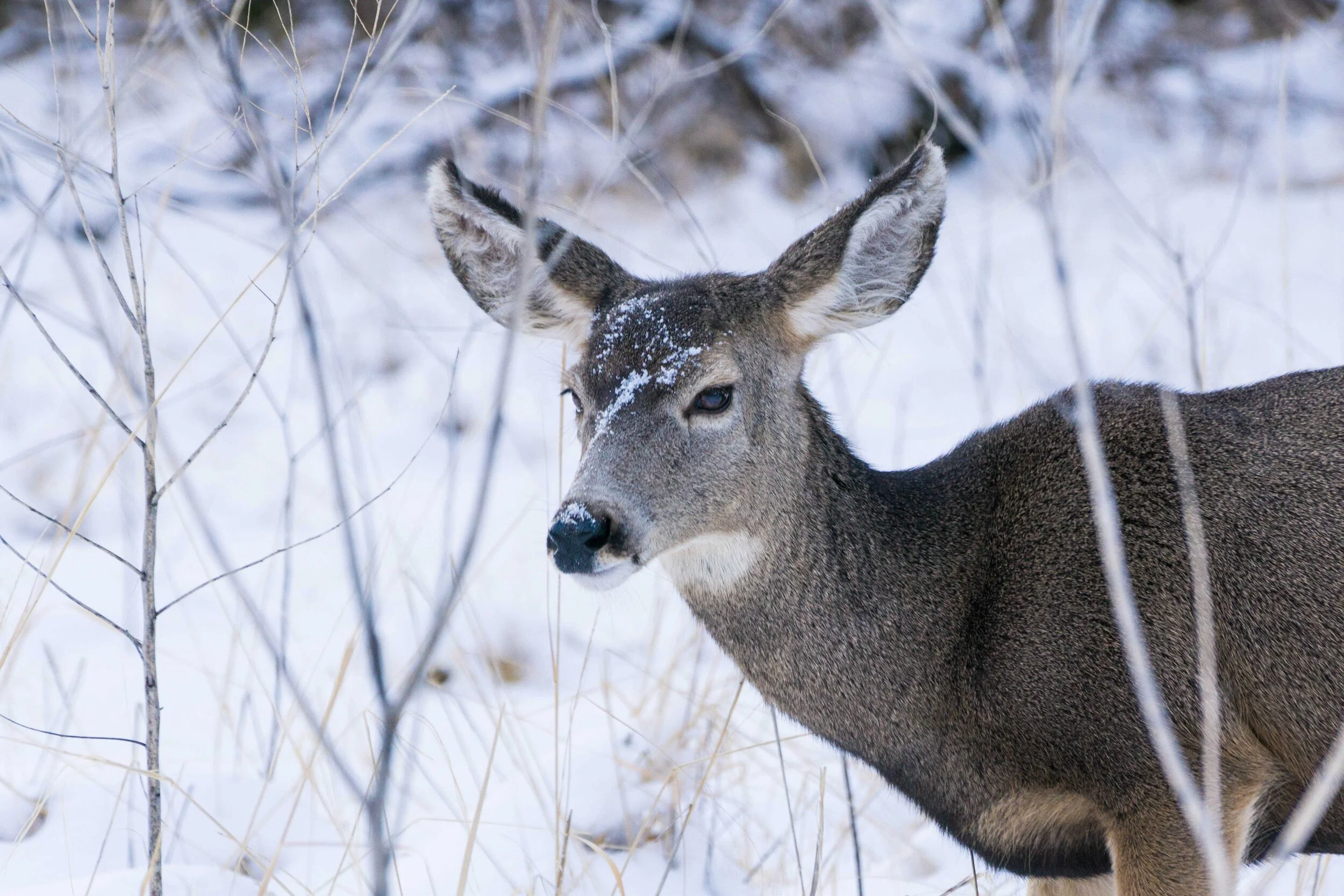 CCGP — Odocoileus hemionus (Mule and black-tailed deer)