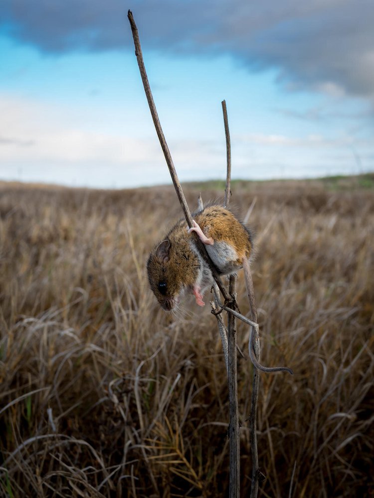 CCGP — Reithrodontomys raviventris (Salt Marsh Harvest Mouse)