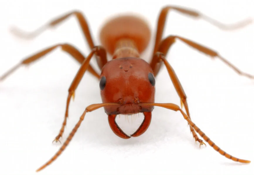 CCGP — Polyergus mexicanus complex (Kidnapper Ant)