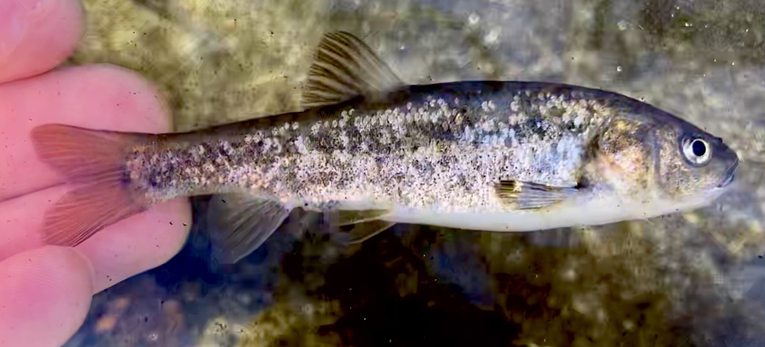CCGP — Gila orcutti (Arroyo Chub)