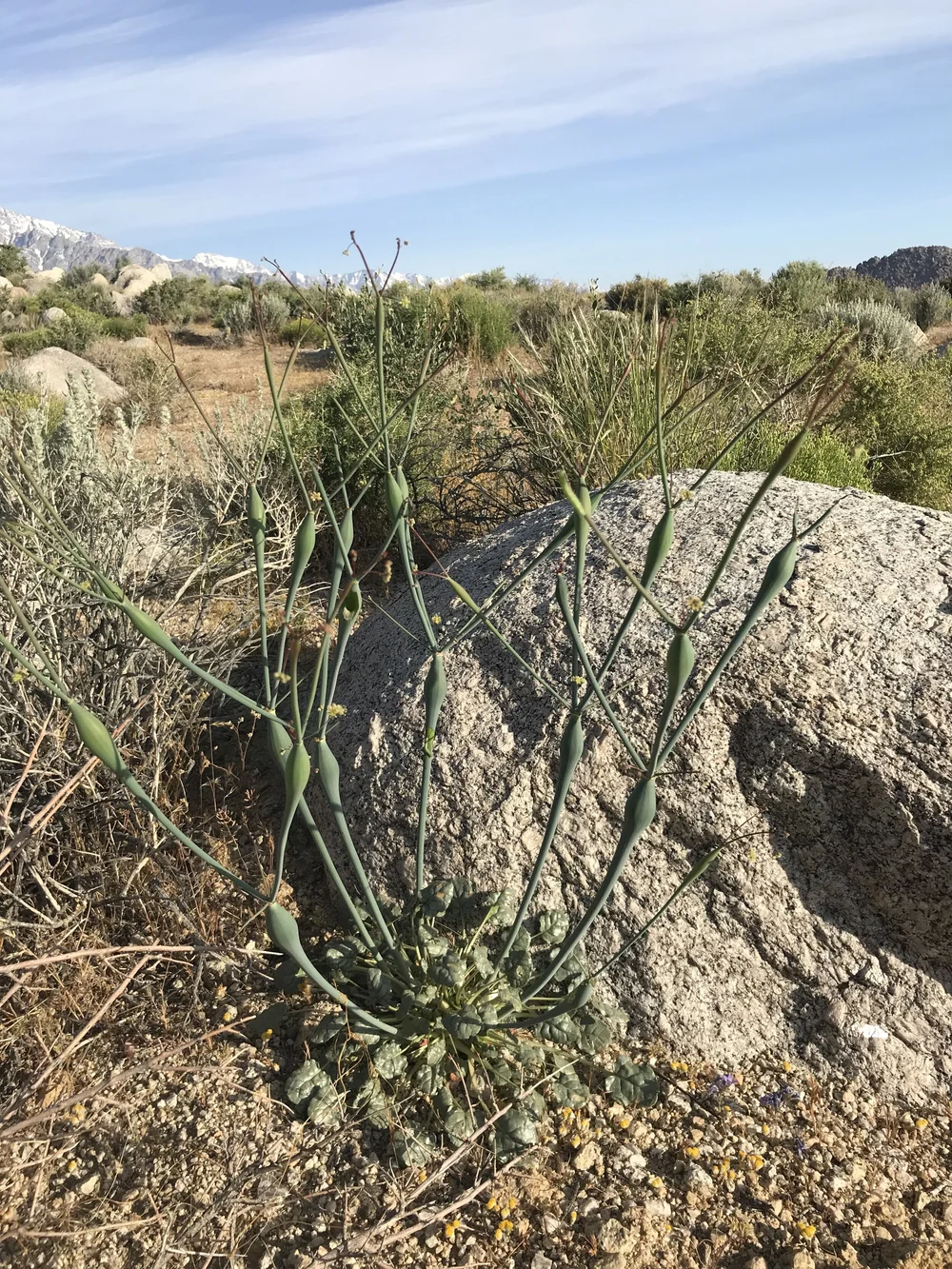 CCGP — Eriogonum inflatum (Desert trumpet)