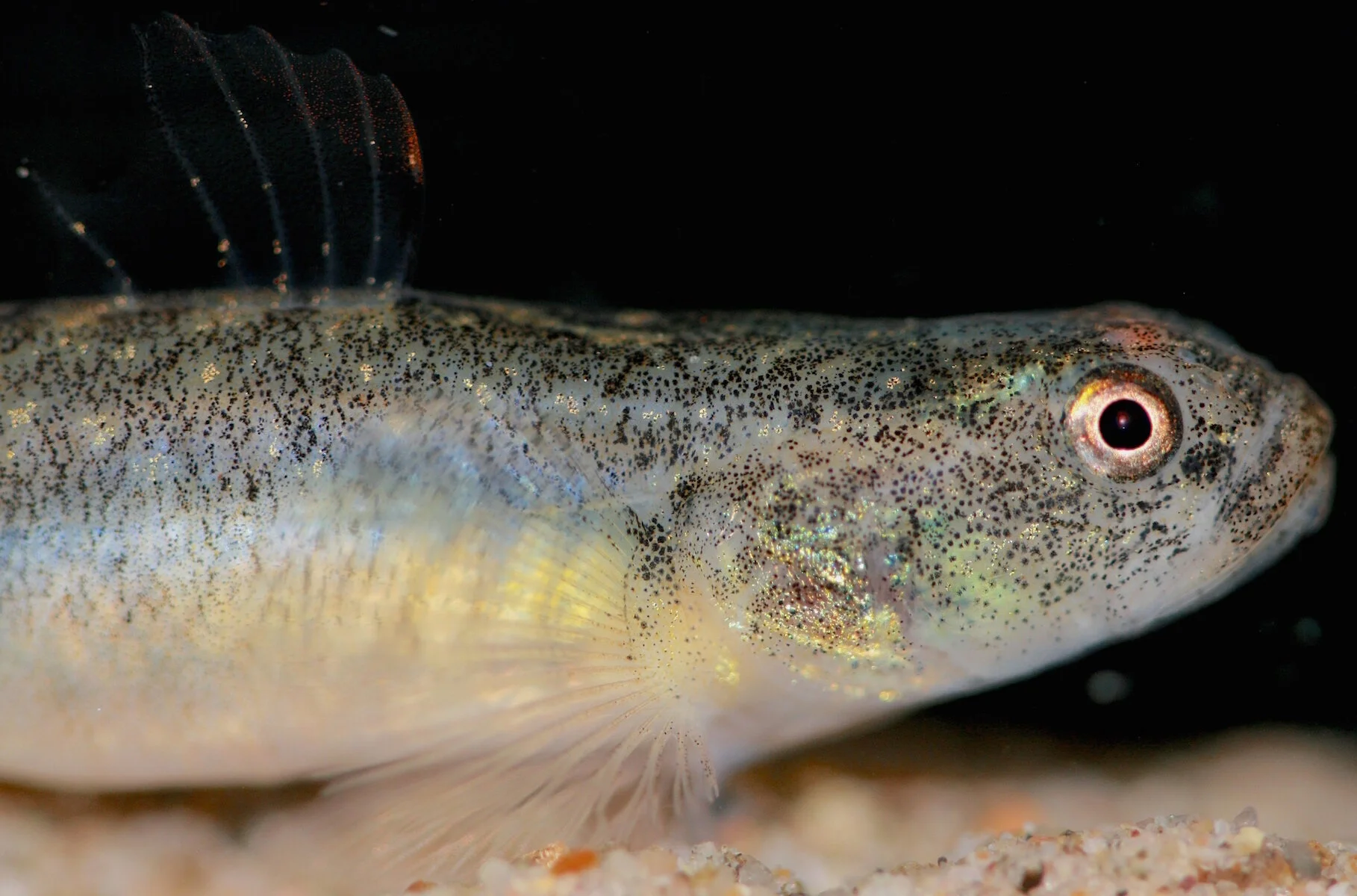 CCGP — Eucyclogobius newberryi (Northern Tidewater Goby)