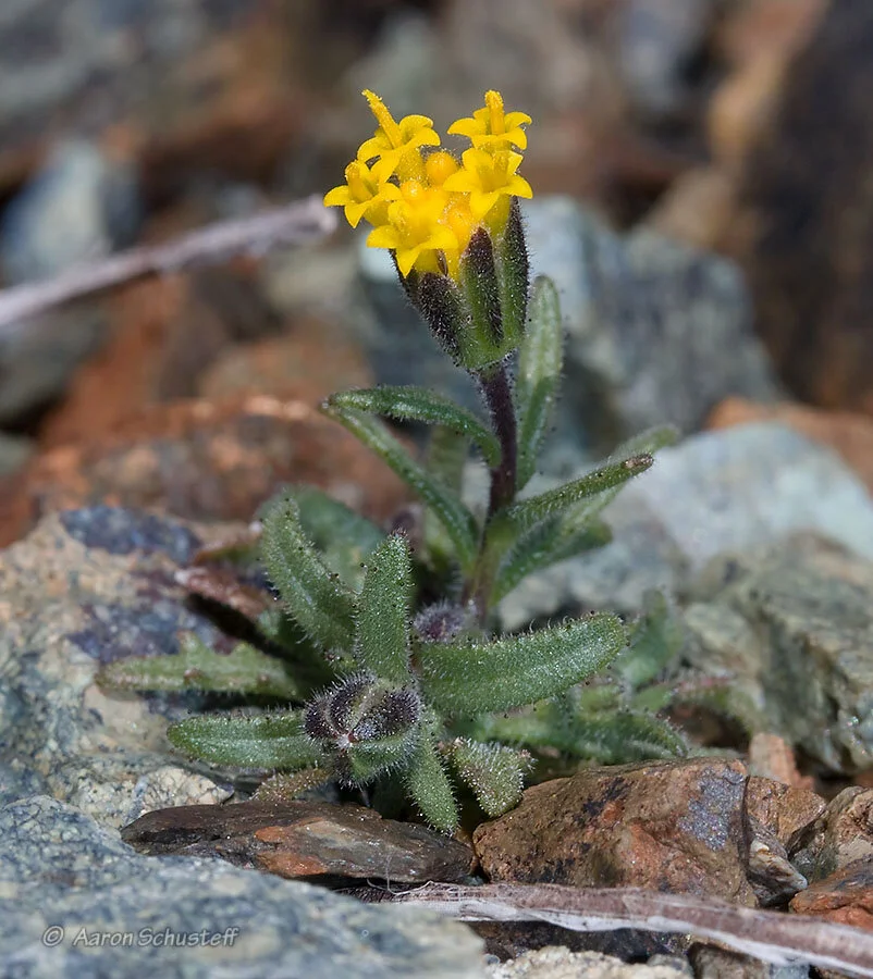 CCGP — Herbaceous Plants