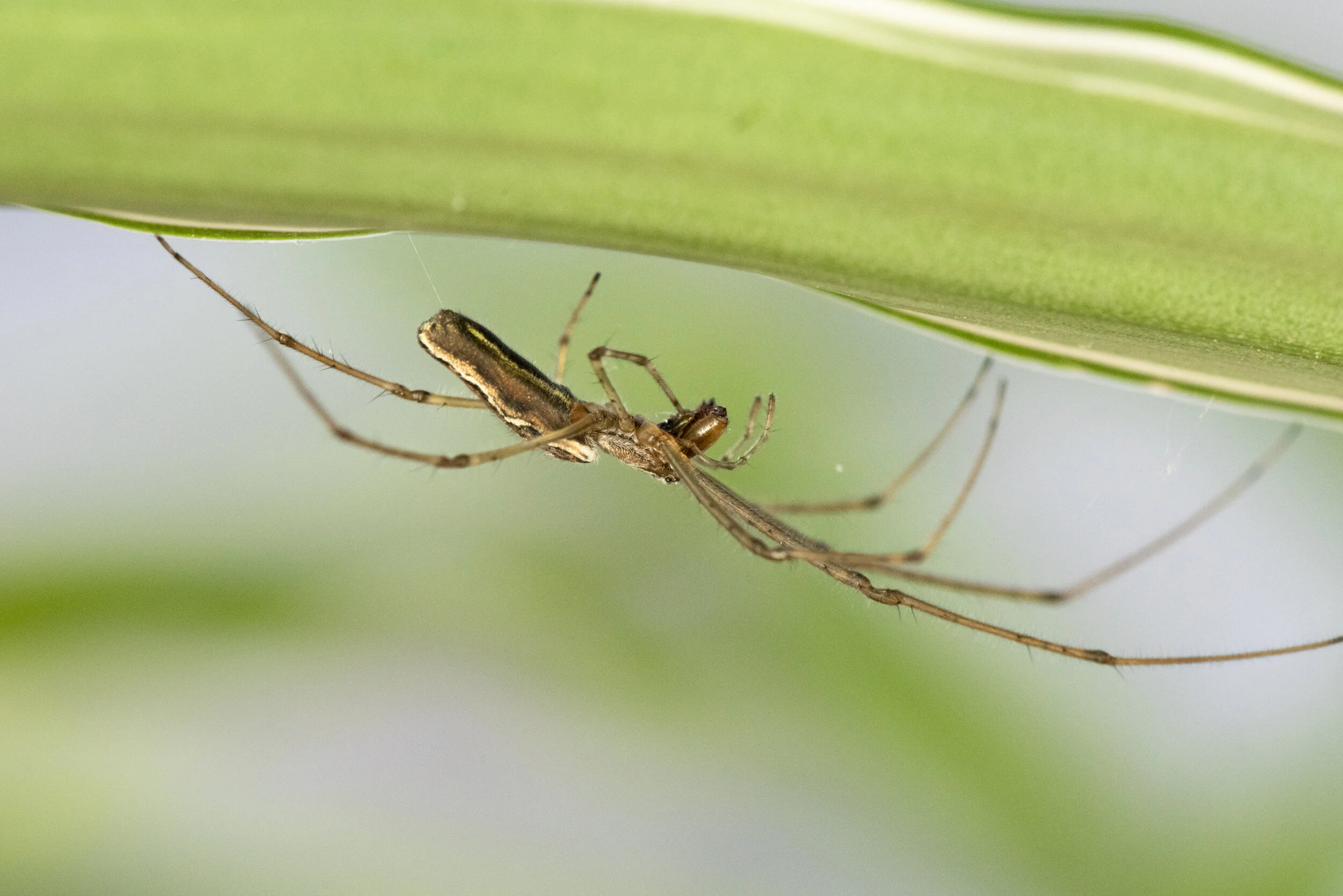 CCGP — Tetragnatha versicolor (Long-jawed Spider)