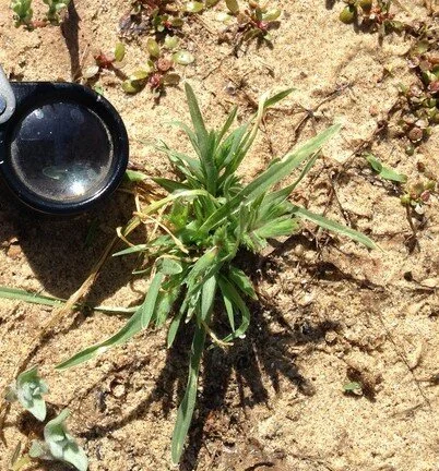 CCGP — Orcuttia inaequalis (San Joaquin Valley Orcutt Grass)