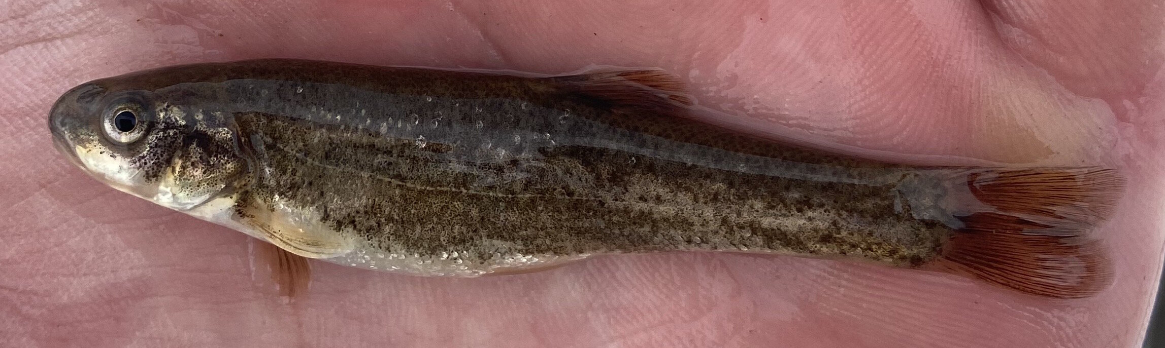 CCGP — Rhinichthys osculus (Speckled Dace)