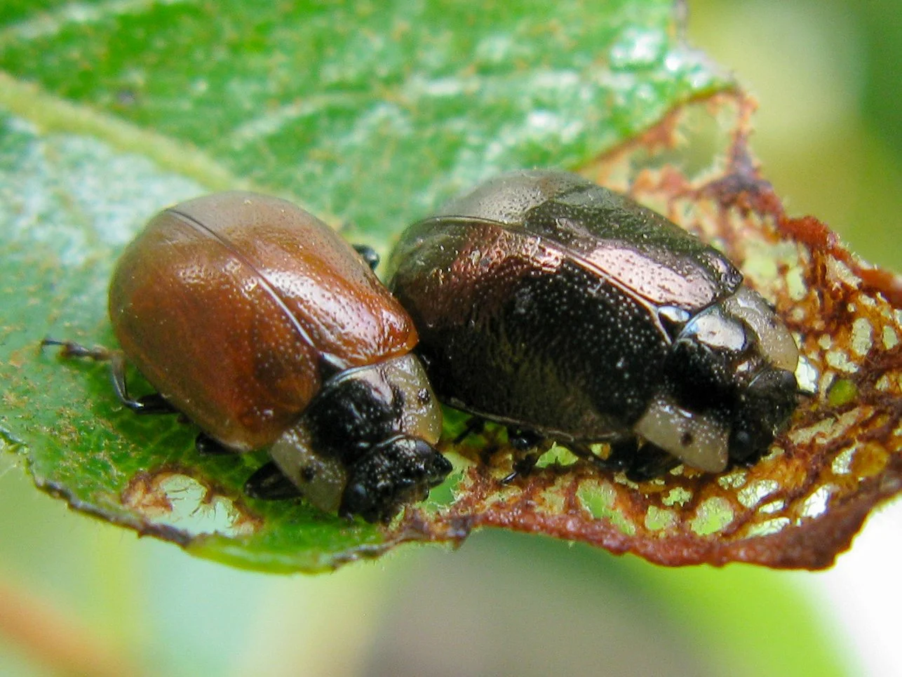 CCGP — Tetraclita rubescens (Volcano Barnacle)