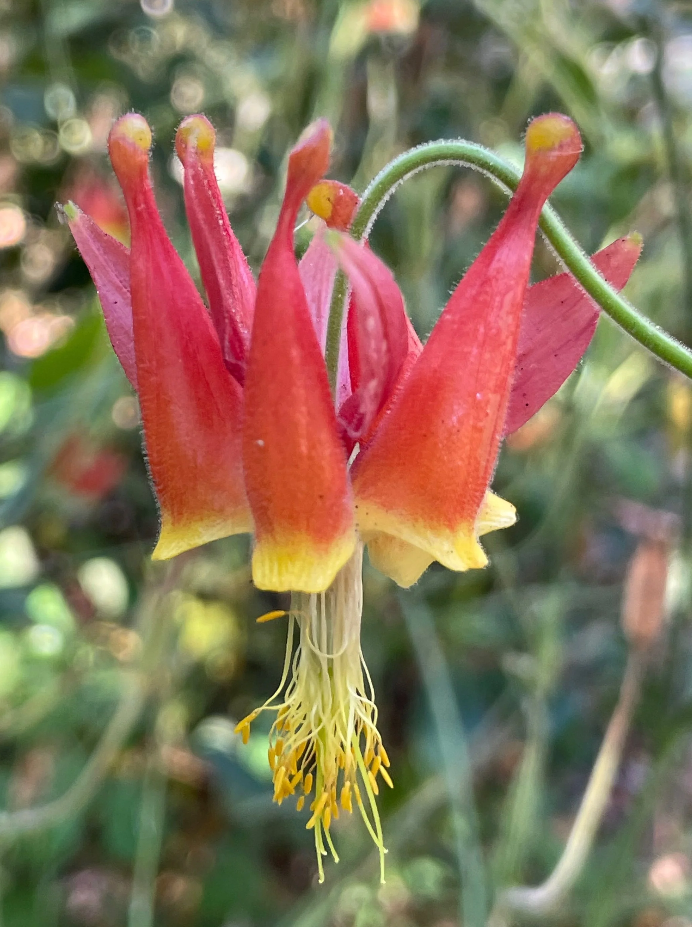 CCGP — Anthopleura sola (Sunburst Anemone)