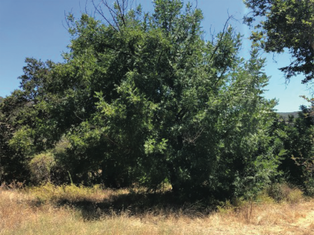 CCGP — Juglans californica (California Black Walnut)