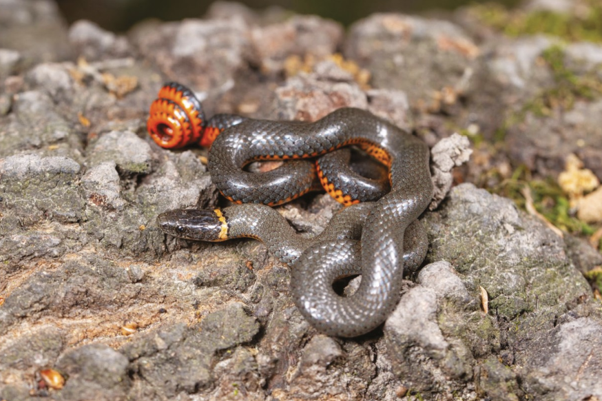 CCGP — Diadophis punctatus (Ring-necked Snake)