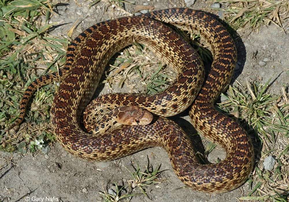 CCGP — Pituophis catenifer (Gopher Snake)