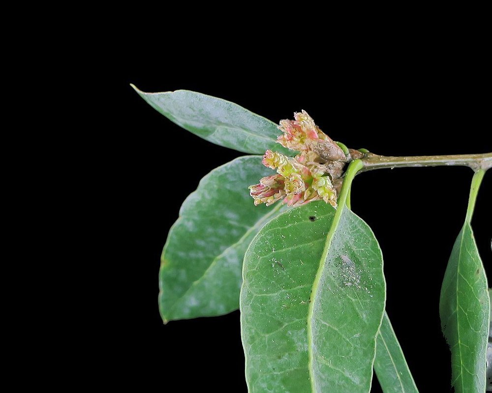 CCGP — Quercus parvula var. parvula (Santa Cruz Island Oak)