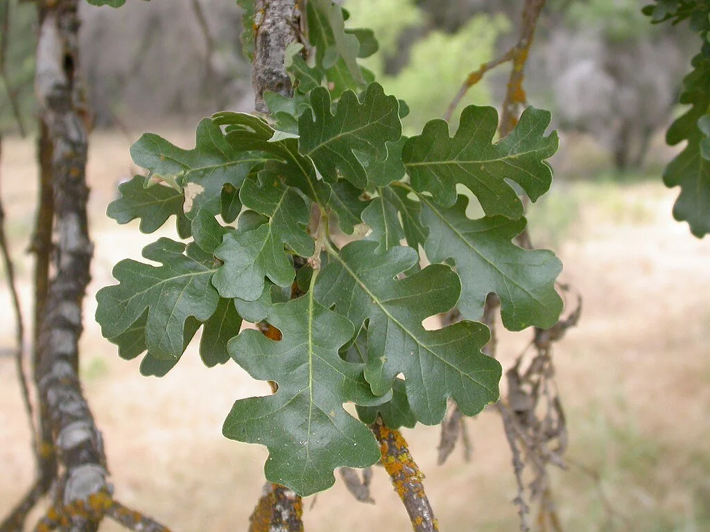 Ccgp Quercus Lobata Valley Oak