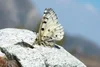 CCGP — Parnassius behrii (Sierra Nevada Parnassian)