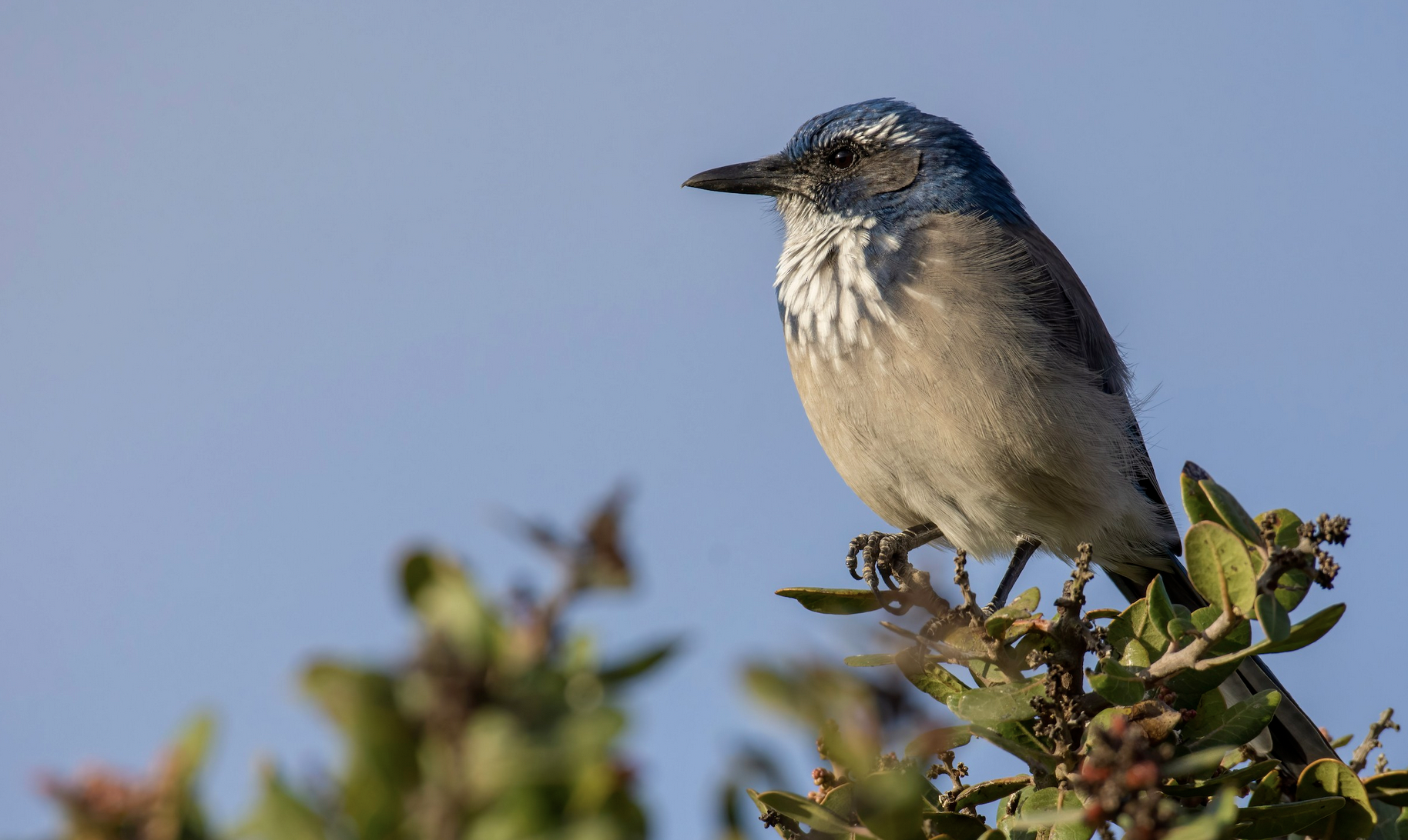 CCGP — Aphelocoma californica (Western Scrub Jay)