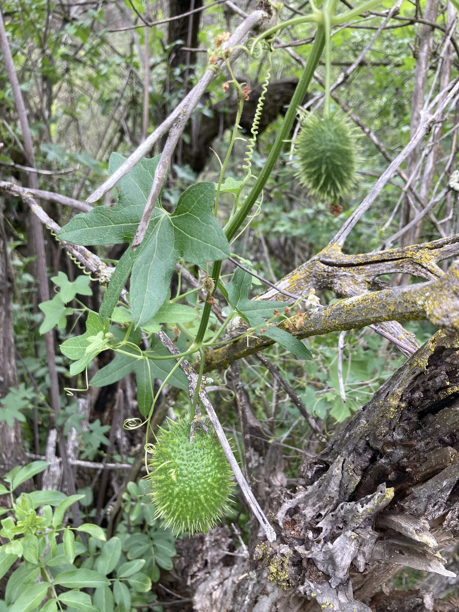 CCGP — Marah macrocarpa (Chilicothe)