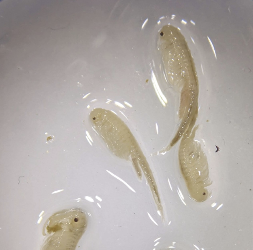 CCGP — Branchinecta lindahli (Versatile Fairy Shrimp)