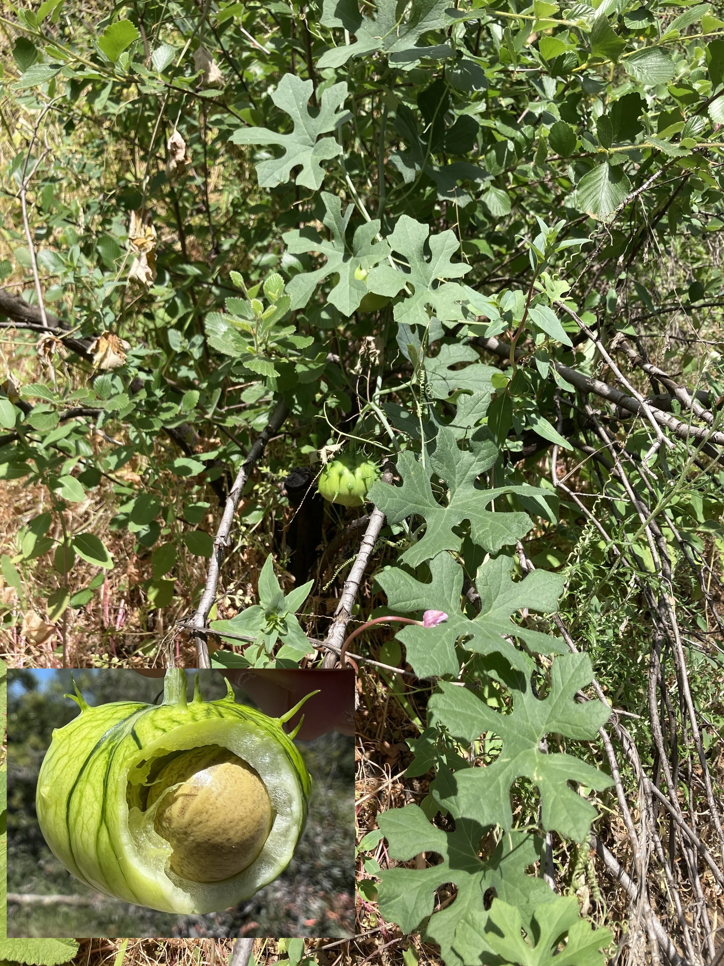 CCGP — Marah watsonii (Taw manroot)