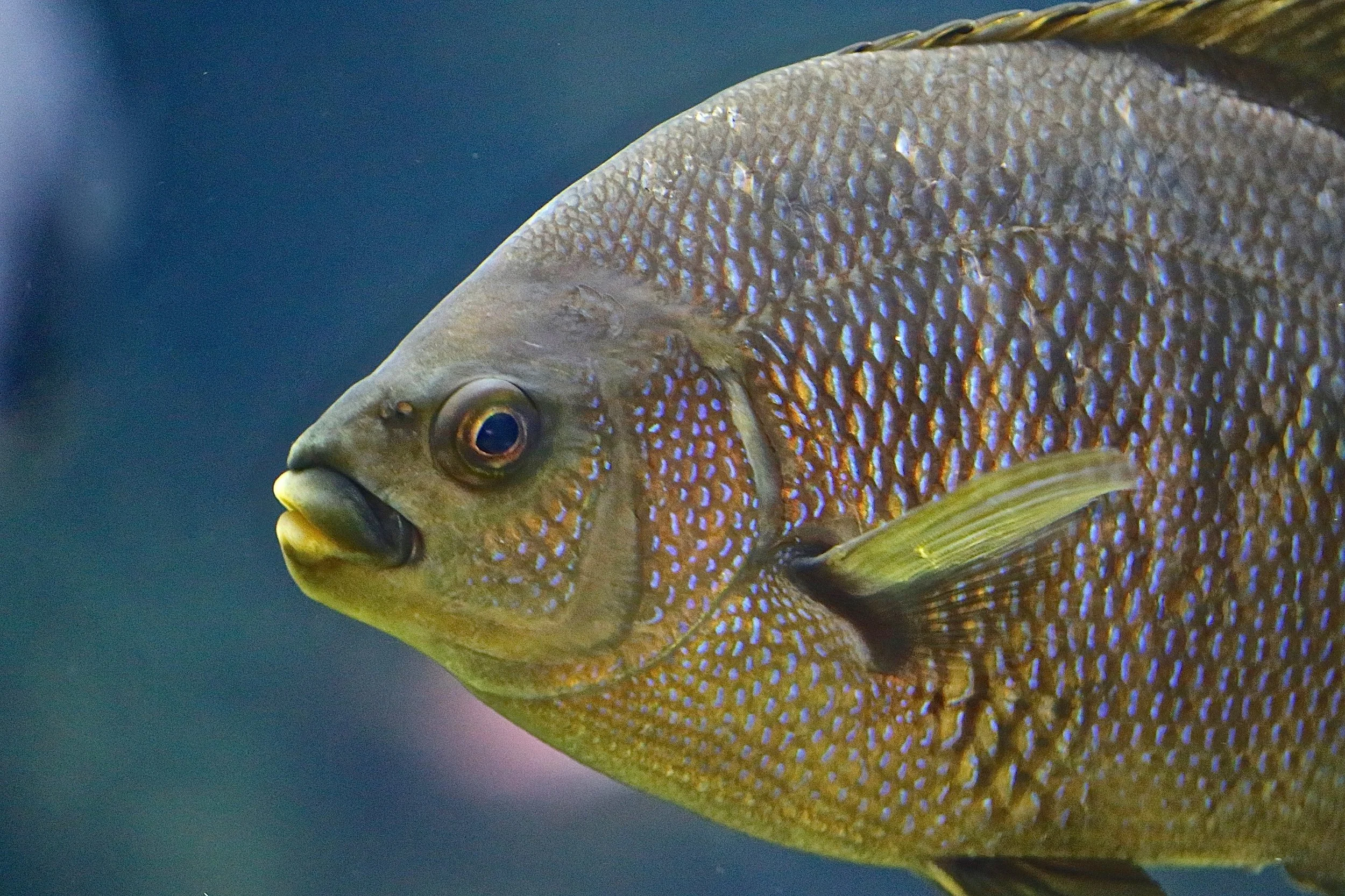 CCGP — Embiotoca jacksoni (Black Surfperch)