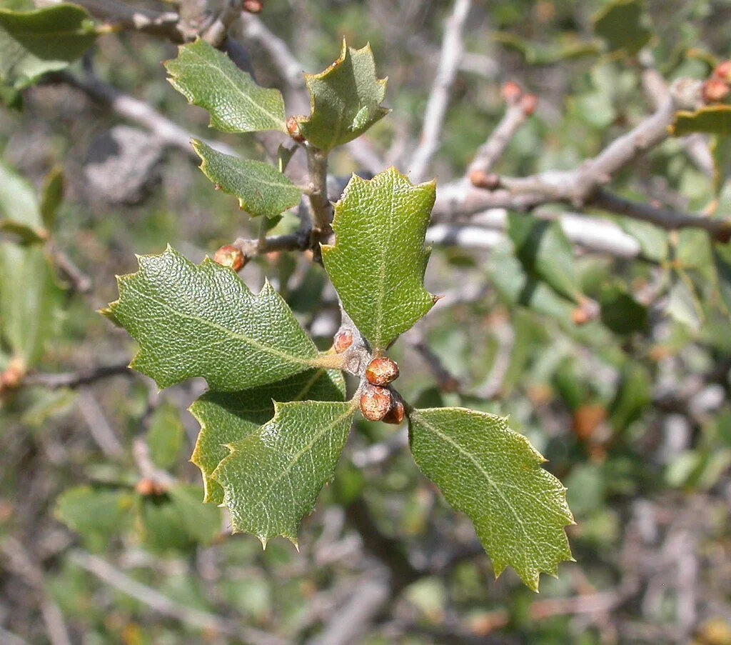 CCGP — Quercus berberidifolia (California Scrub Oak)