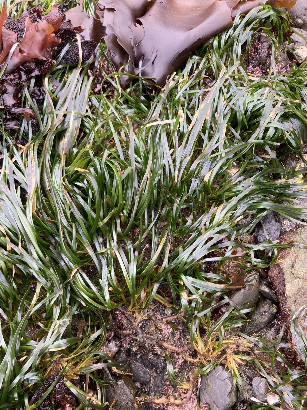 CCGP — Phyllospadix scouleri (Surfgrass)