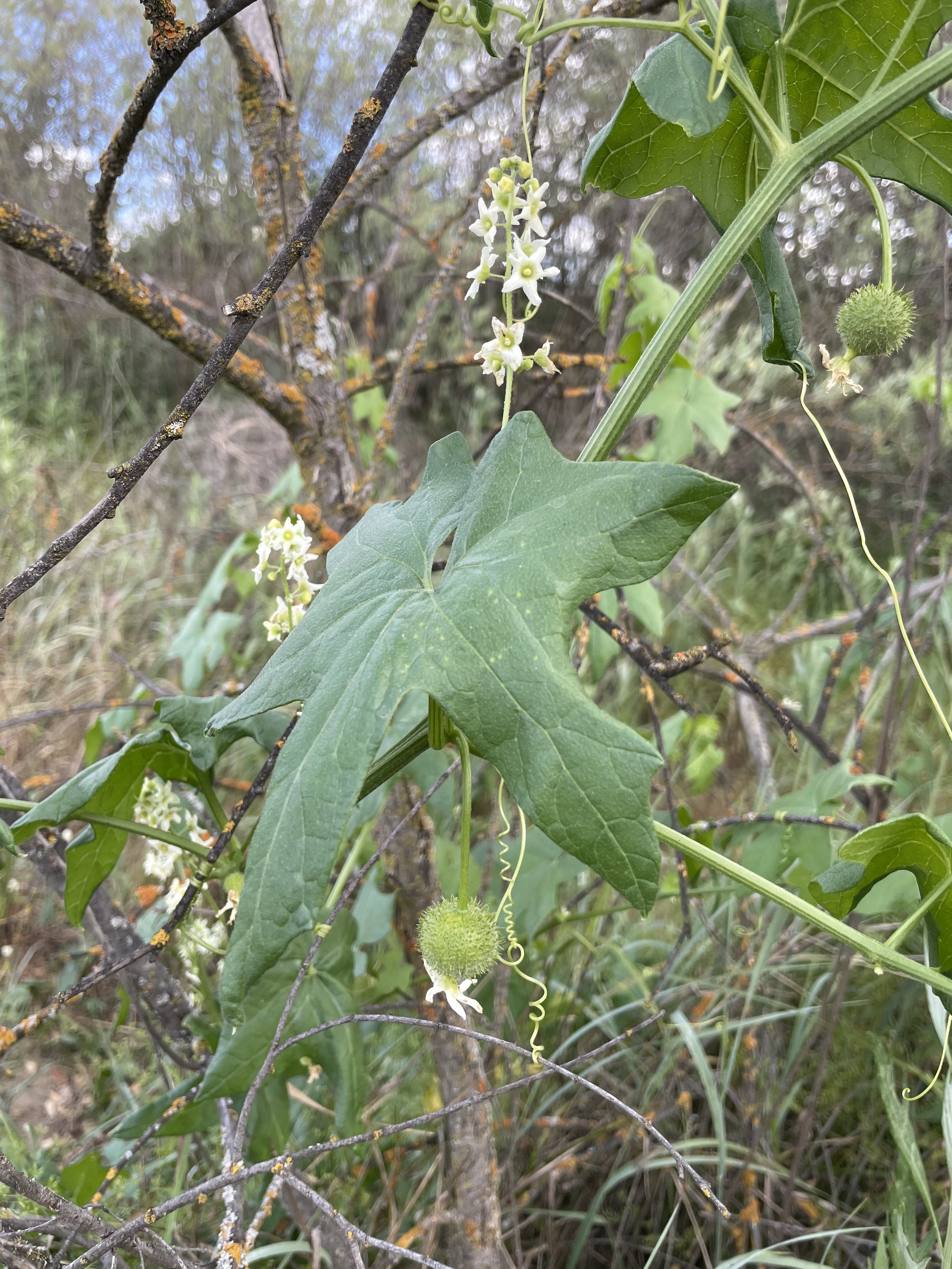 CCGP — Marah fabacea (California Manroot)