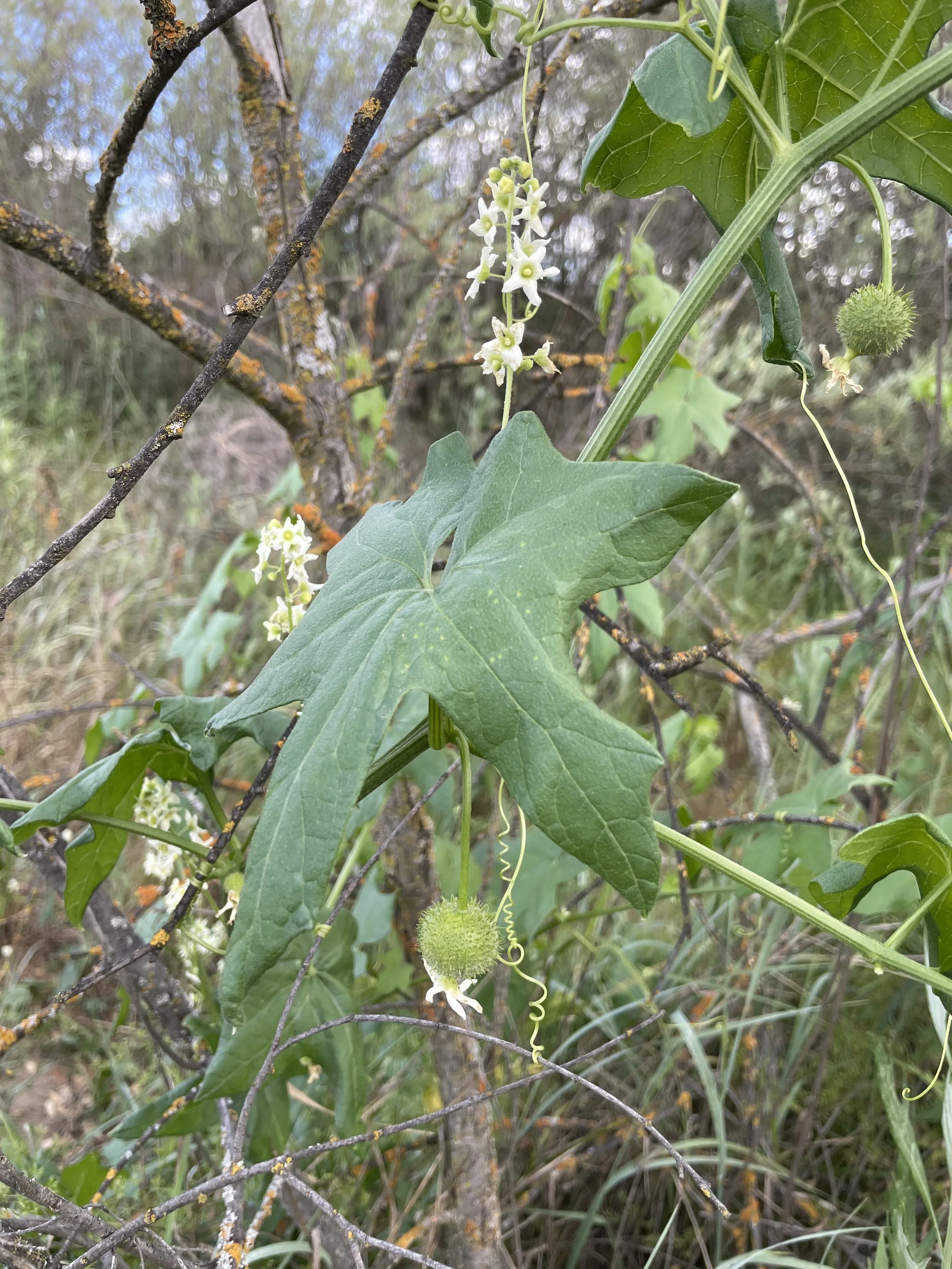 CCGP — Marah fabacea (California Manroot)