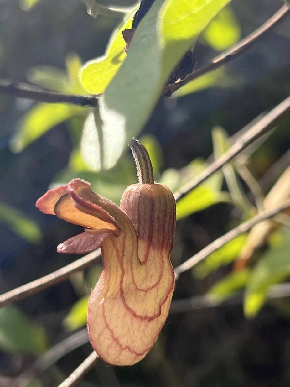 Aristolochia Californica