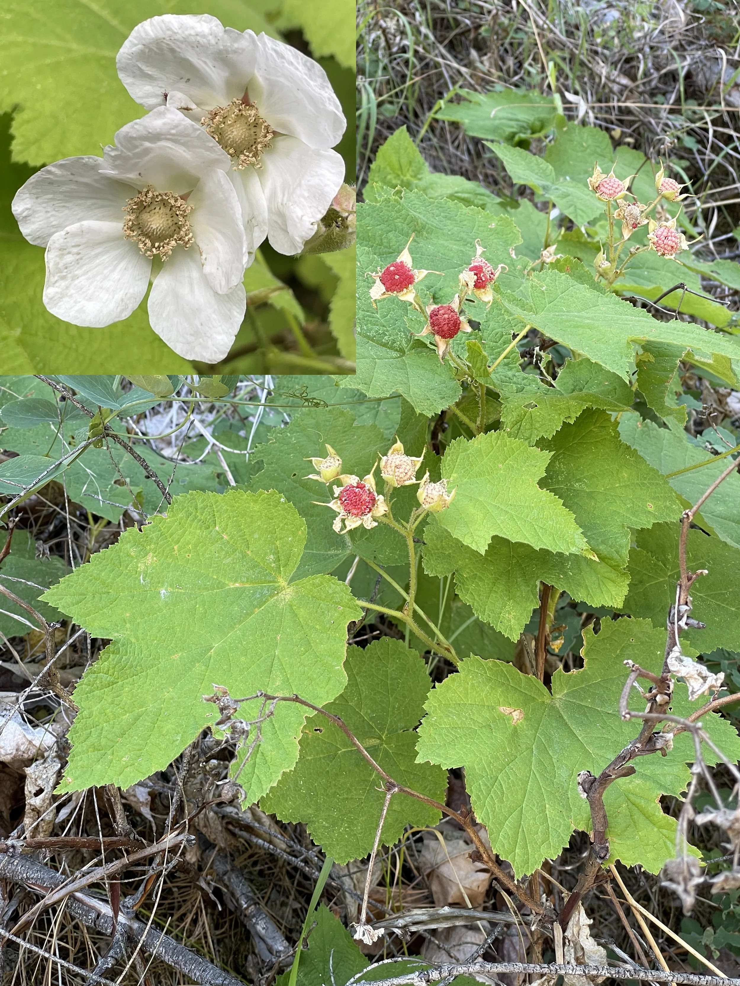 CCGP — Rubus parviflorus (Thimbleberry)
