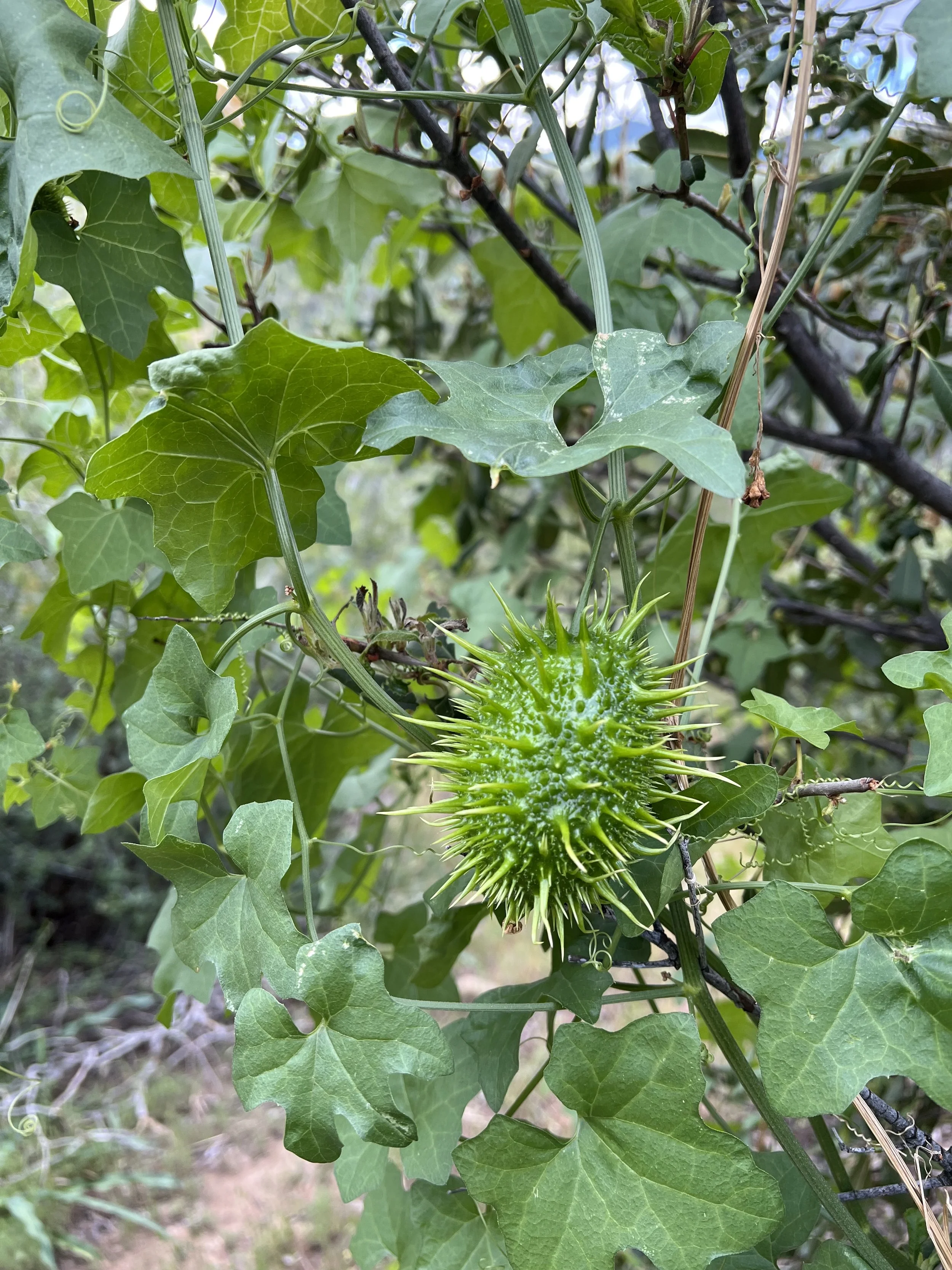 CCGP — Marah horrida (Sierra Manroot)