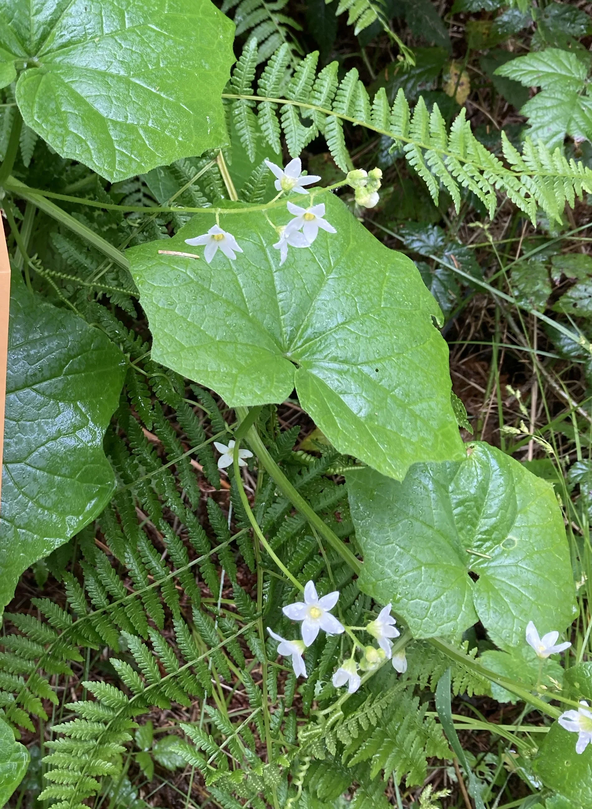 CCGP — Marah oregana (Coast Manroot)