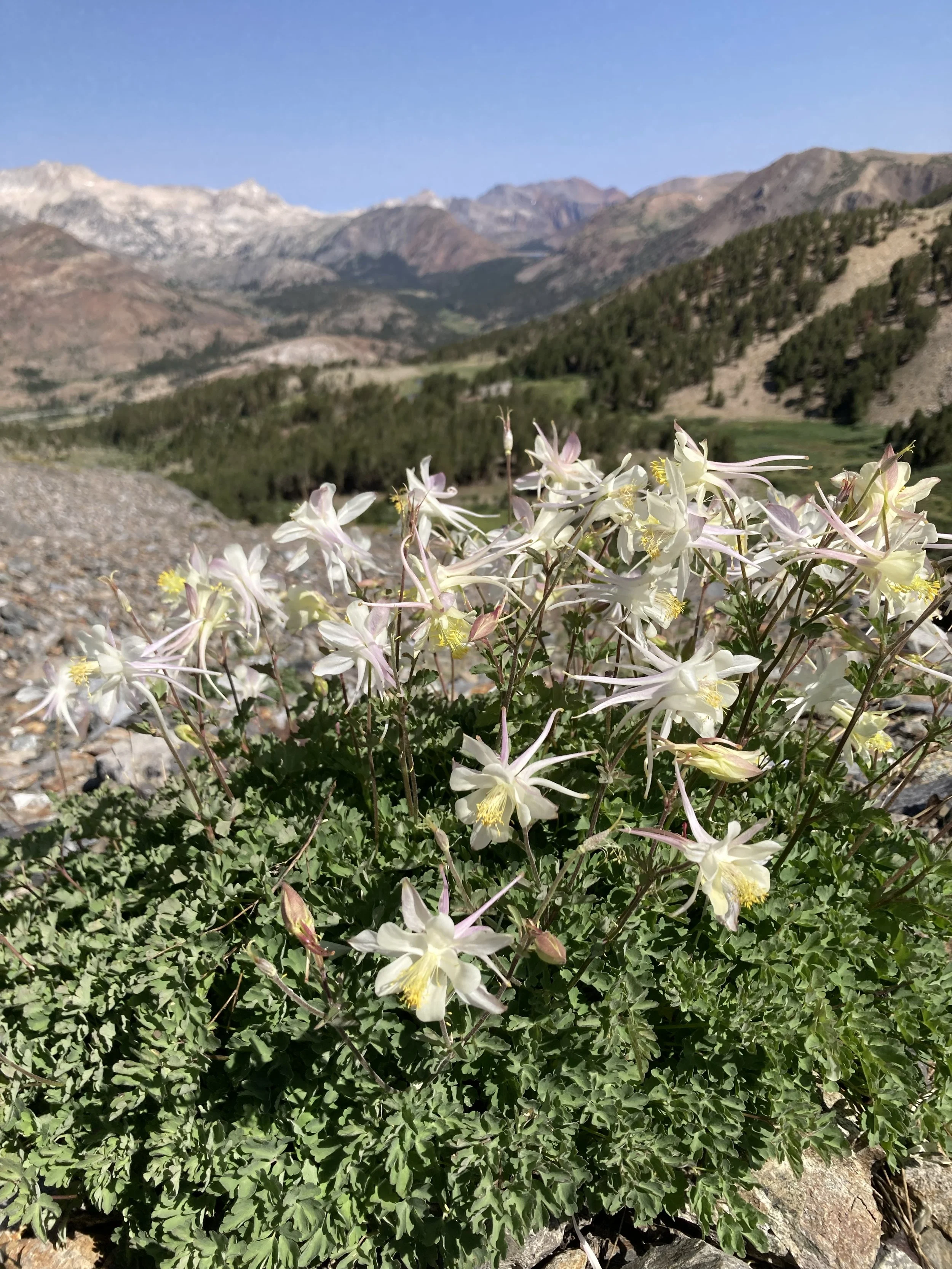 CCGP — Aquilegia pubescens (Sierra Columbine)