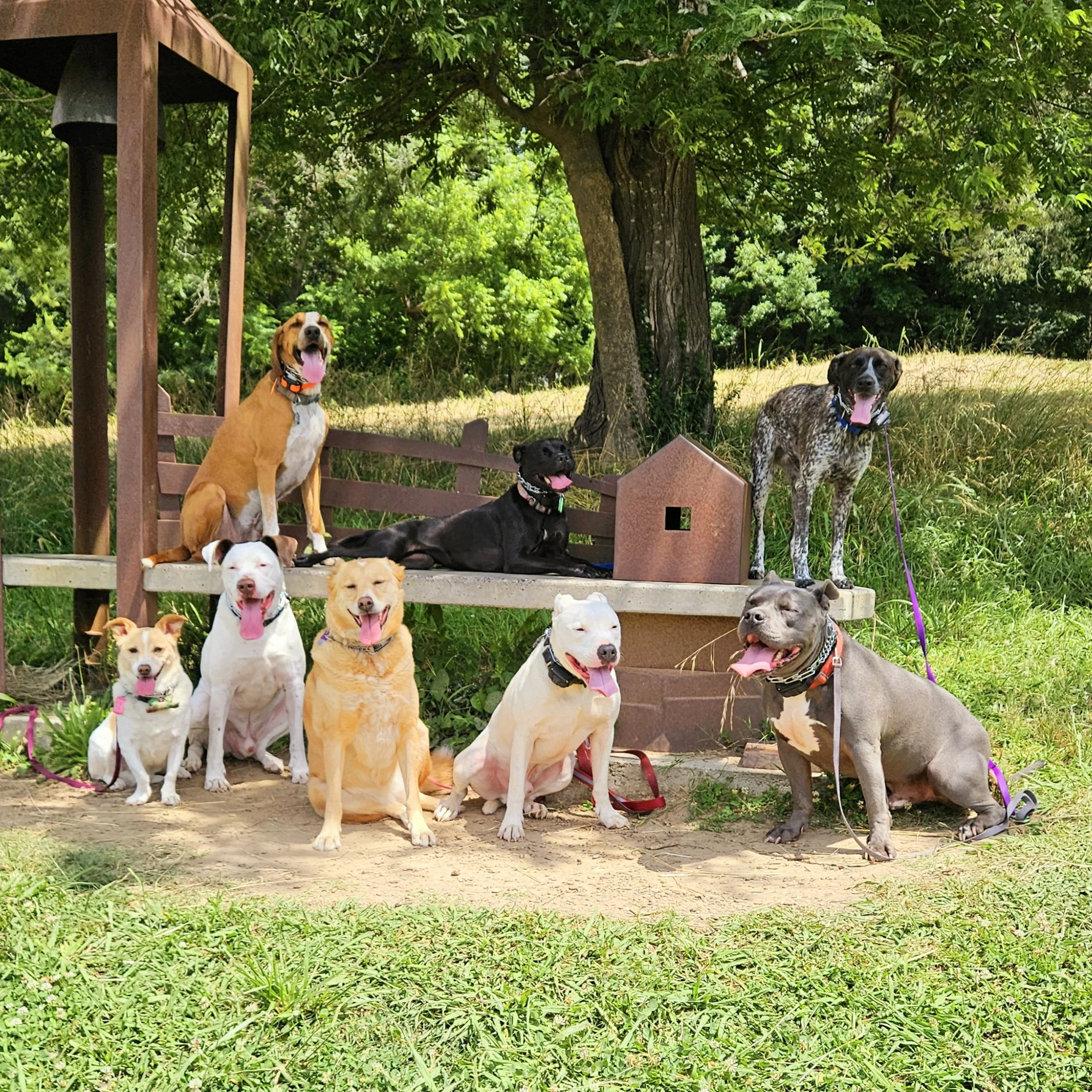 Training — K9 Pack