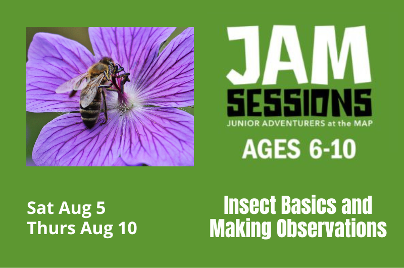 JAM Sessions: Insect Basics and Making Observations — Museum at Prairiefire