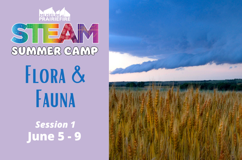 STEAM Summer Camp: Flora & Fauna — Museum at Prairiefire