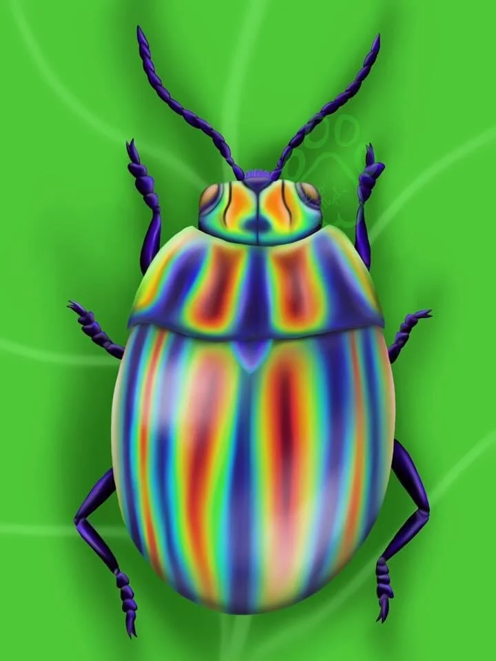 Rainbow Leaf Beetle