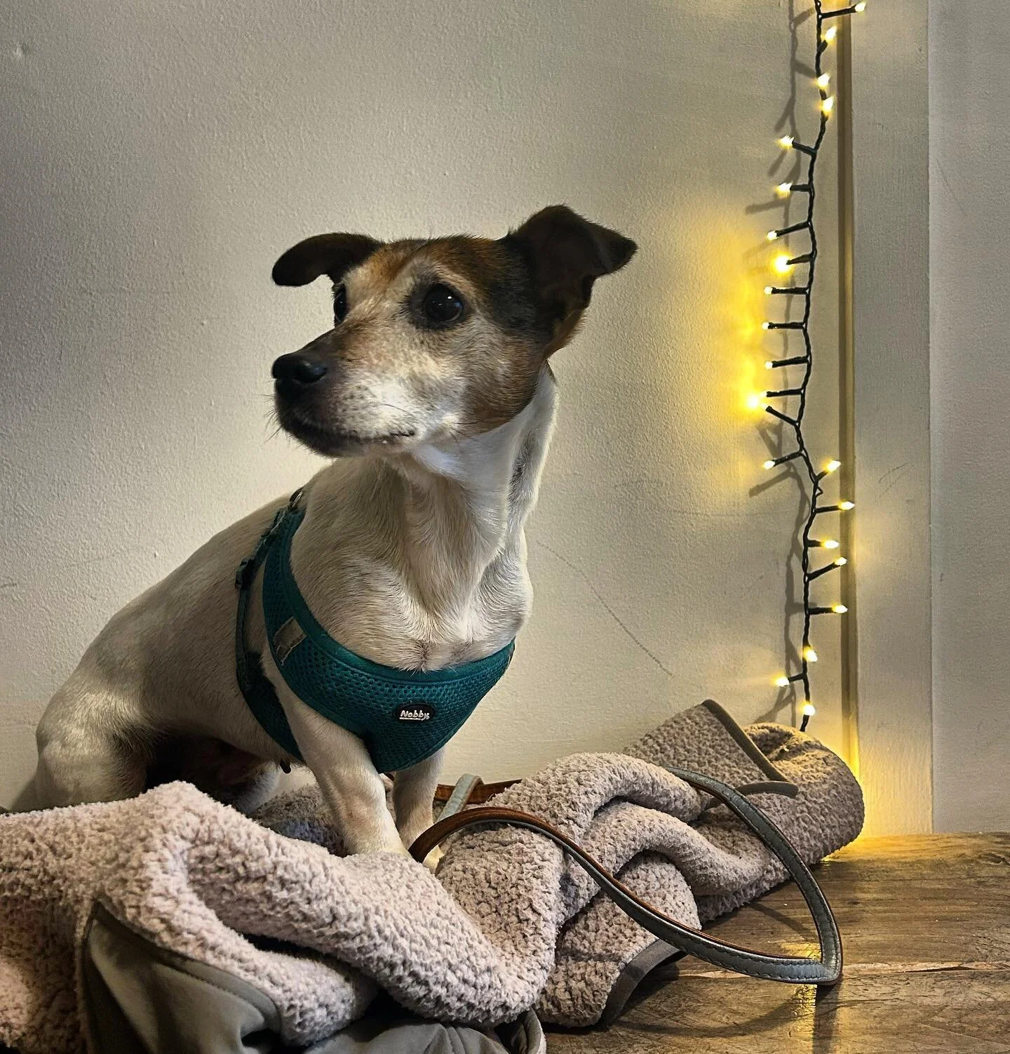 Two Pups Coffee Dublin 8