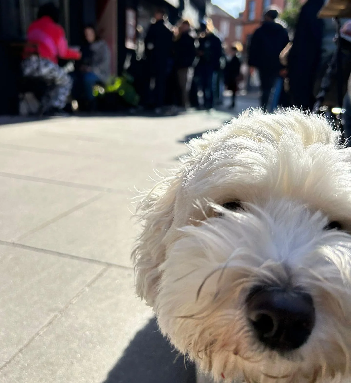 Two Pups Coffee Dublin 8