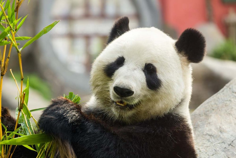 Chengdu Travel Guide