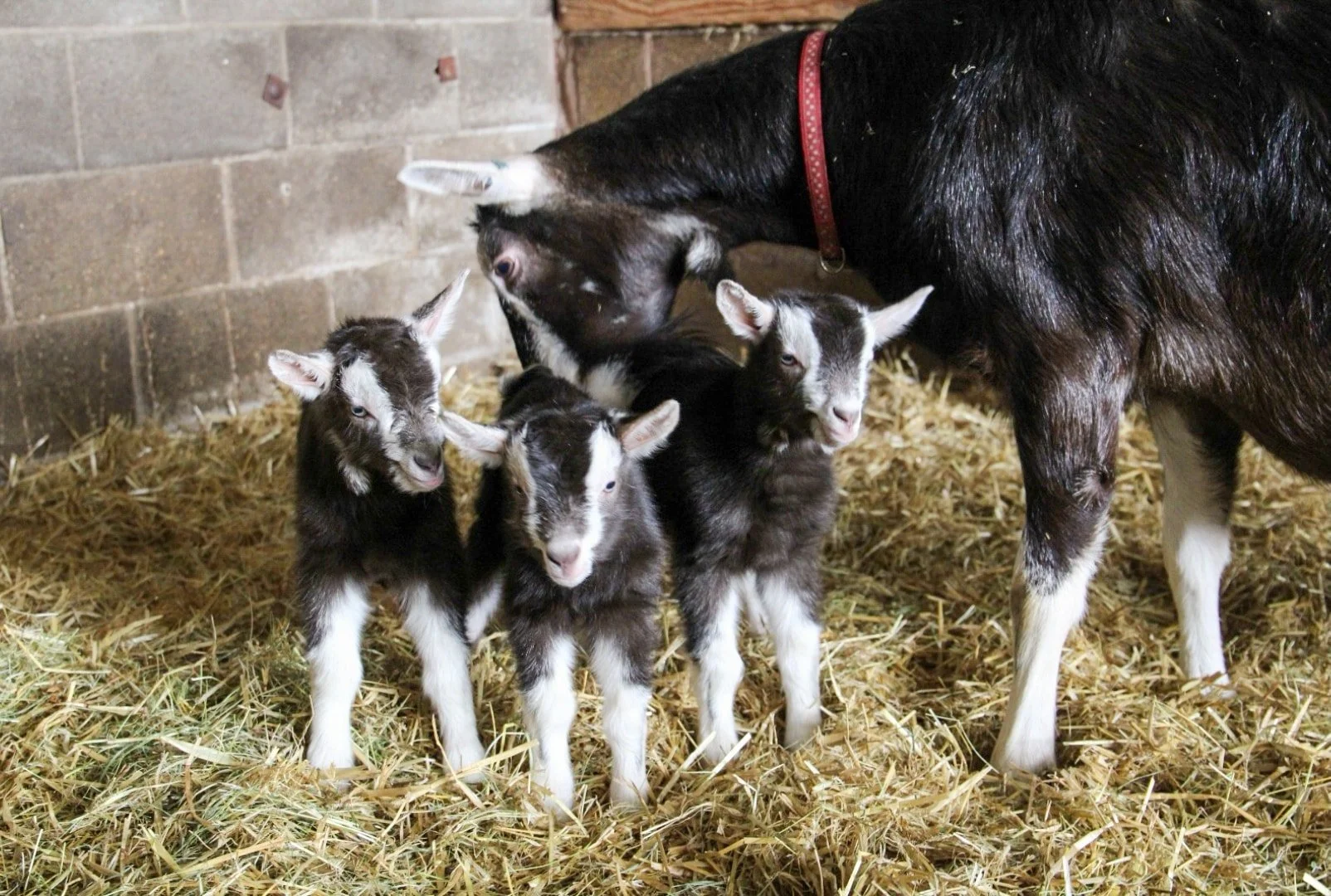Monach Farm Horse Riding Stables