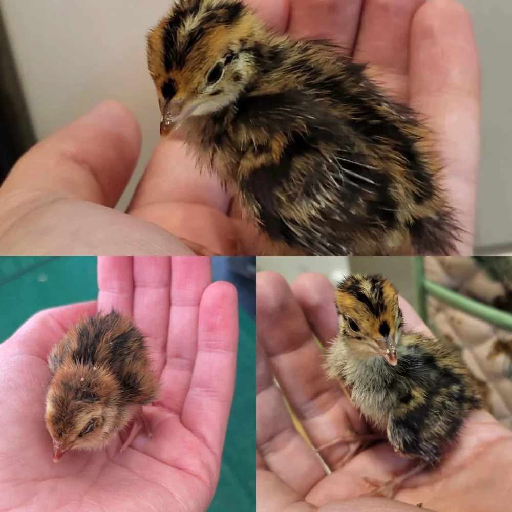 Team 1 — Eden Oasis Ltd