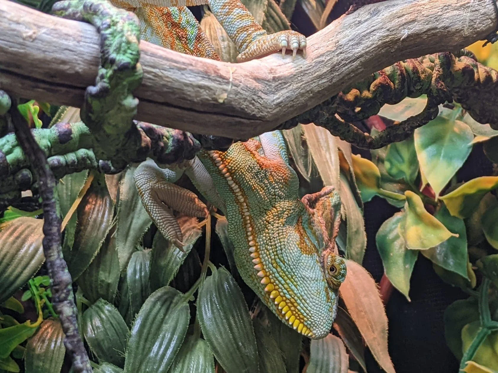 Team 1 — Eden Oasis Ltd