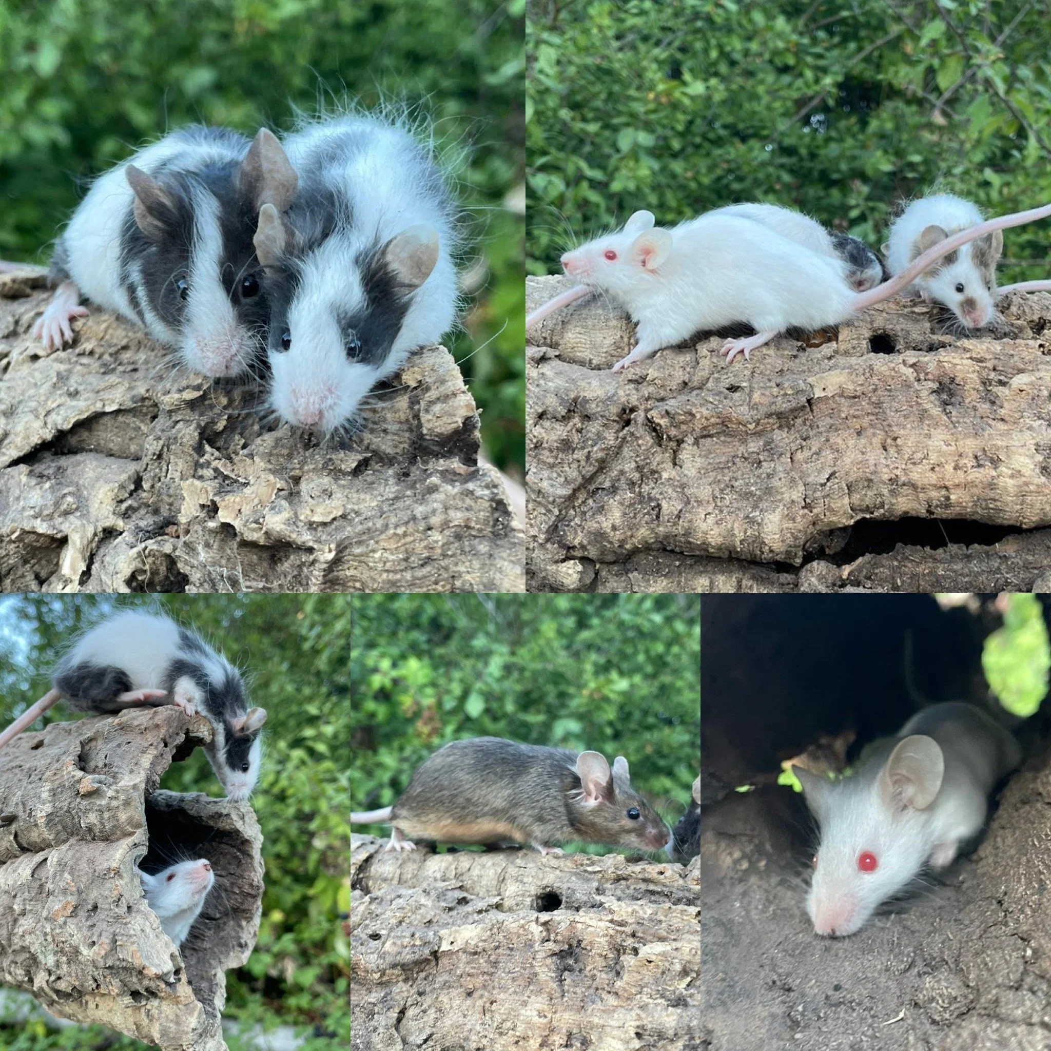 Team 1 — Eden Oasis Ltd