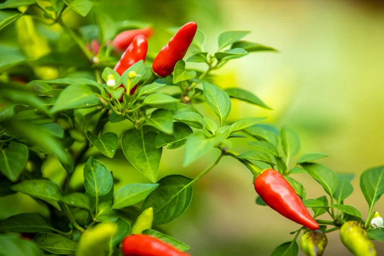 Peppers — Tennessee Kitchen Gardens
