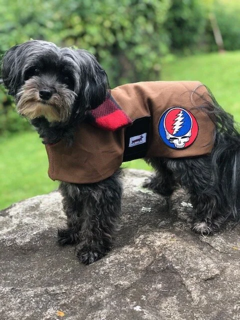 Why Does My Dog Steal My Clothes