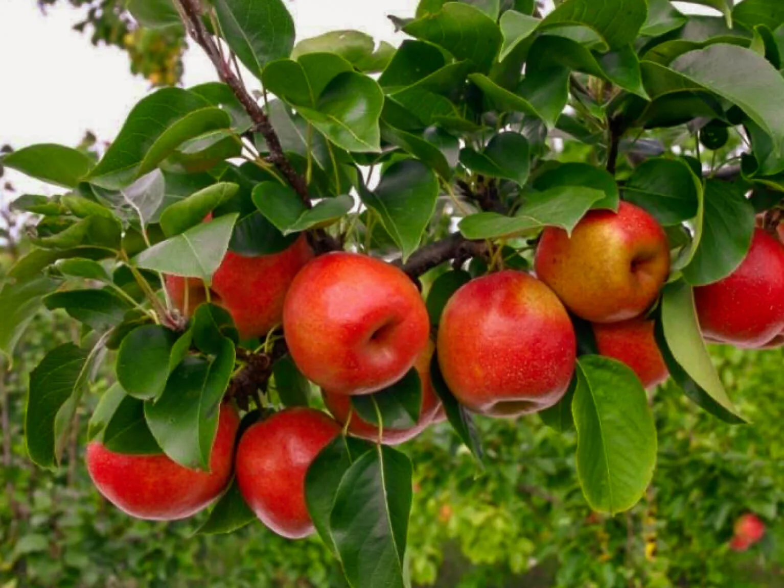 Availability — SVM